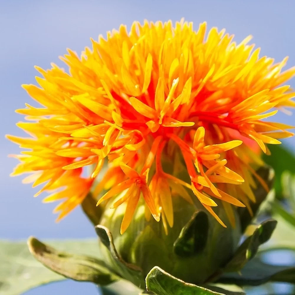 Safflower False Saffron - Semence Canada