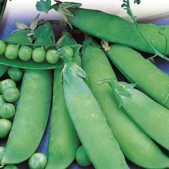 Alaskan Peas - Semence Canada