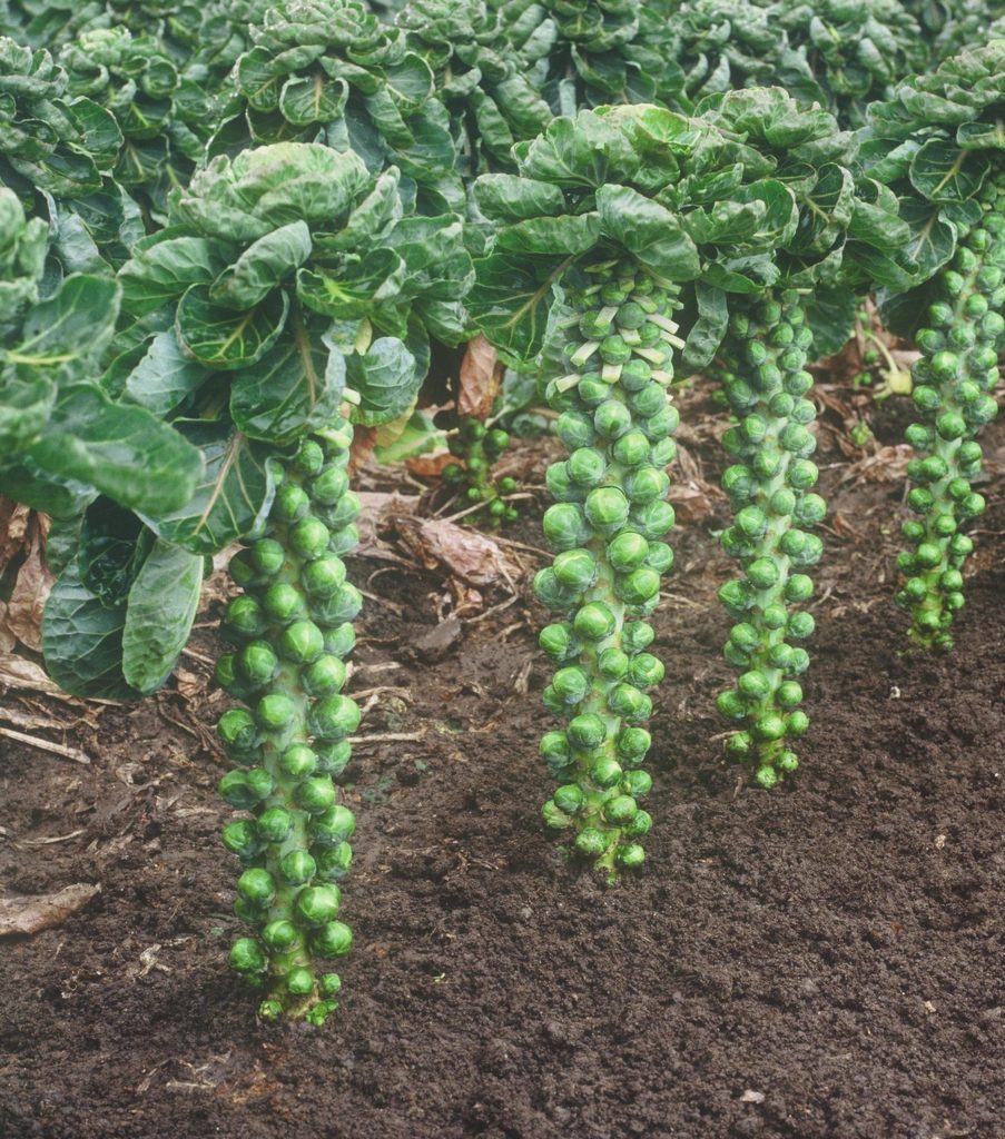 Catskill Brussels Sprouts - Semence Canada