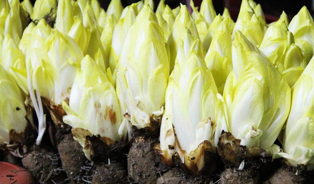 Endive Witloof - Belge - Semence Canada
