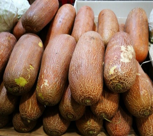 Sikkim Cucumber - Semence Canada