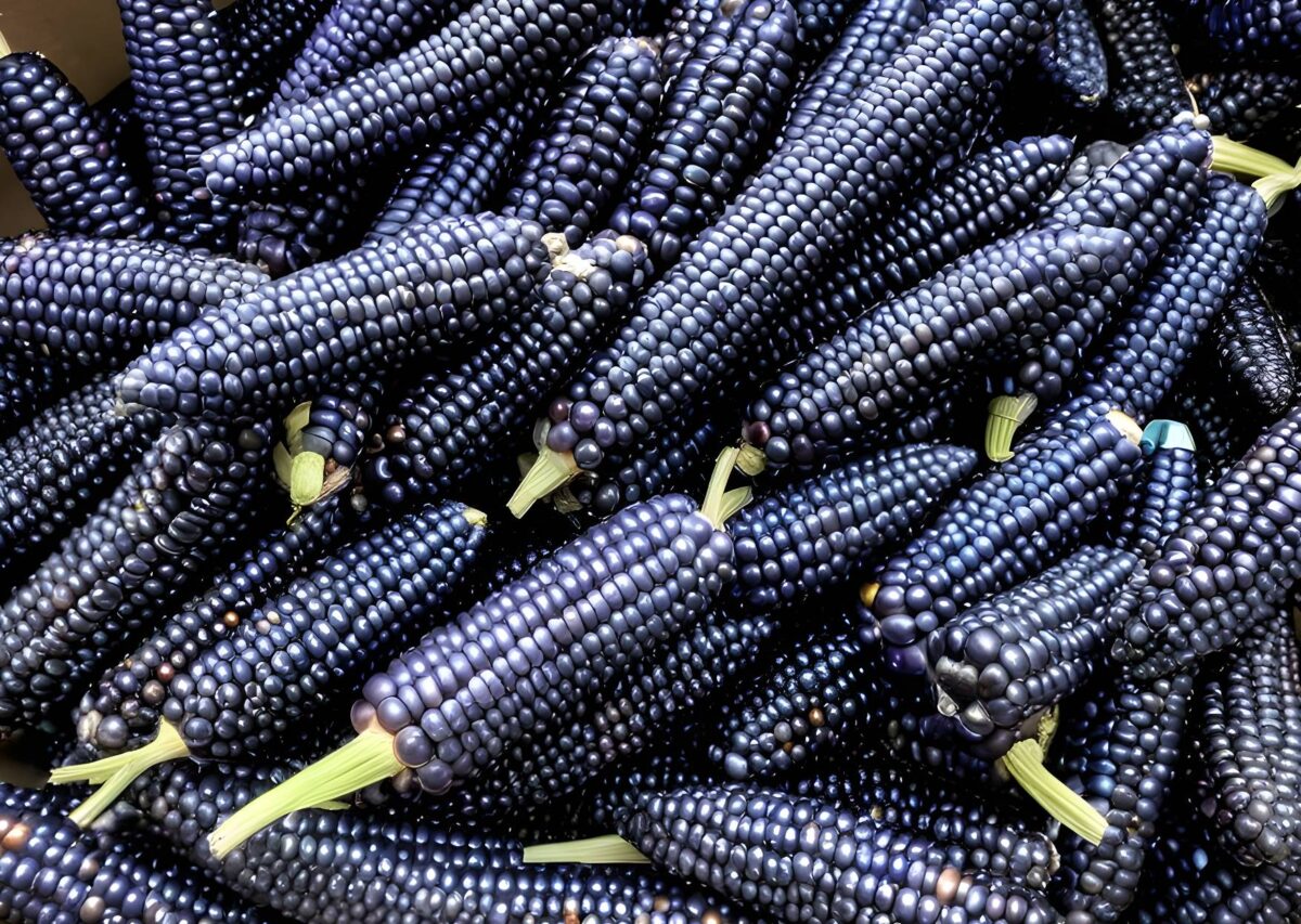 Mini Blue Popcorn Corn - Semence Canada